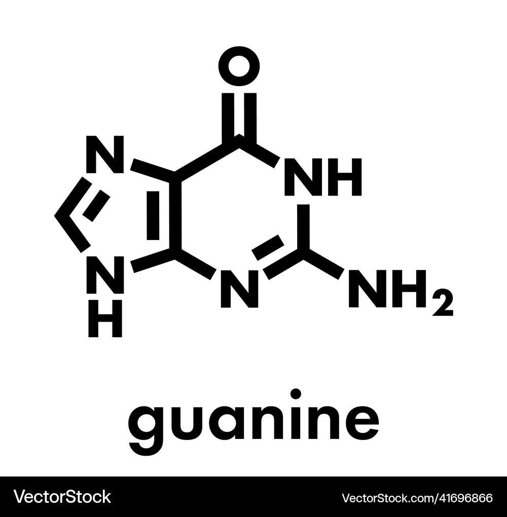 Guanine g purine nucleobase molecule base present Vector Image