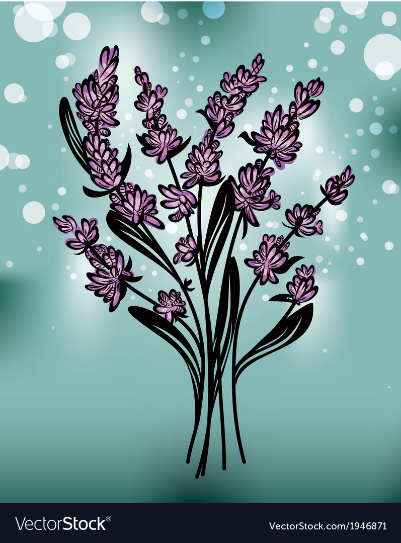 Lavender Royalty Free Vector Image - VectorStock