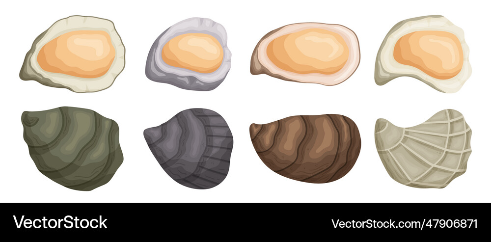 Set of oysters shellfish mollusk with a rough Vector Image
