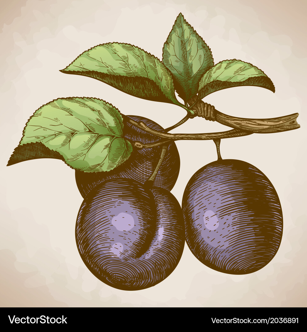 Engraving retro plum on the branch Royalty Free Vector Image