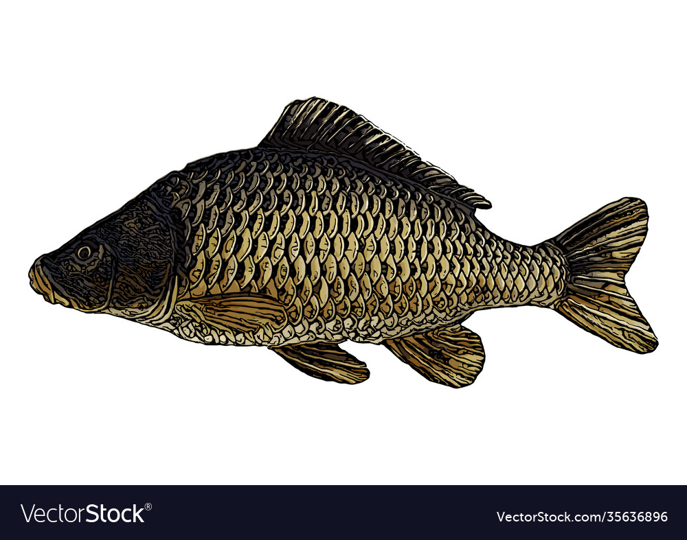 Carp Royalty Free Vector Image - VectorStock