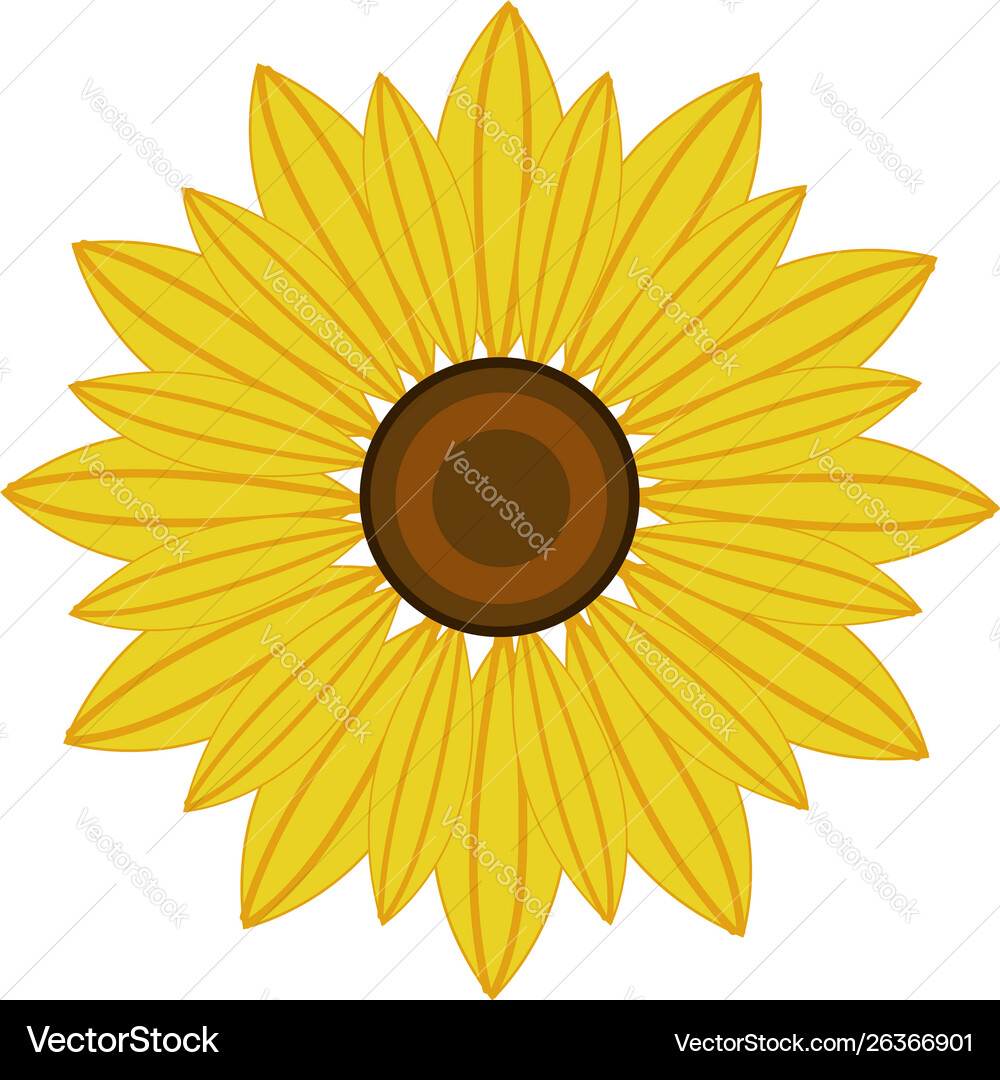 A beautiful sunflower or color Royalty Free Vector Image
