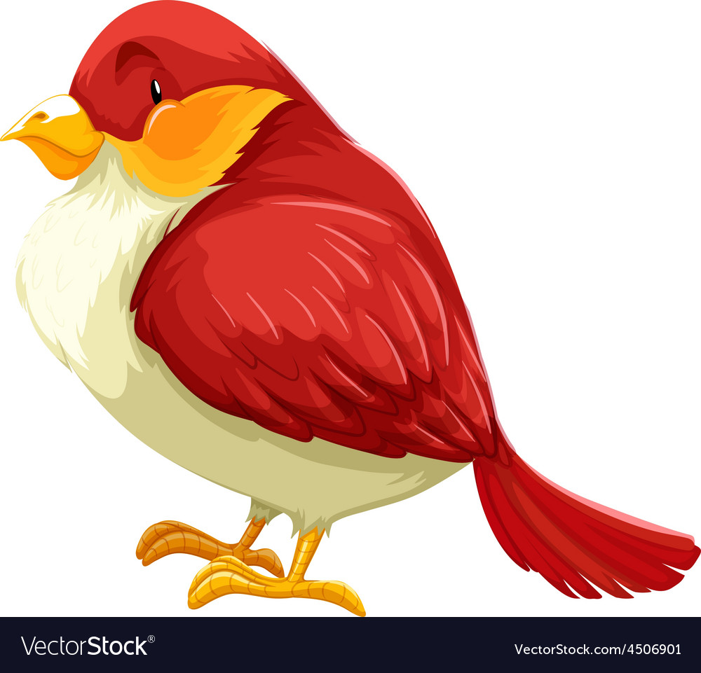 Red bird Royalty Free Vector Image - VectorStock