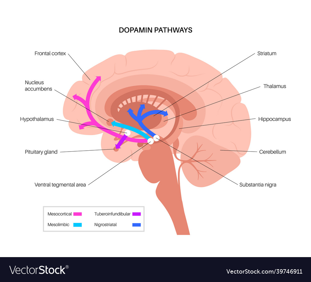 Dopamine Pathway in the Brain Royalty Free Vector Image