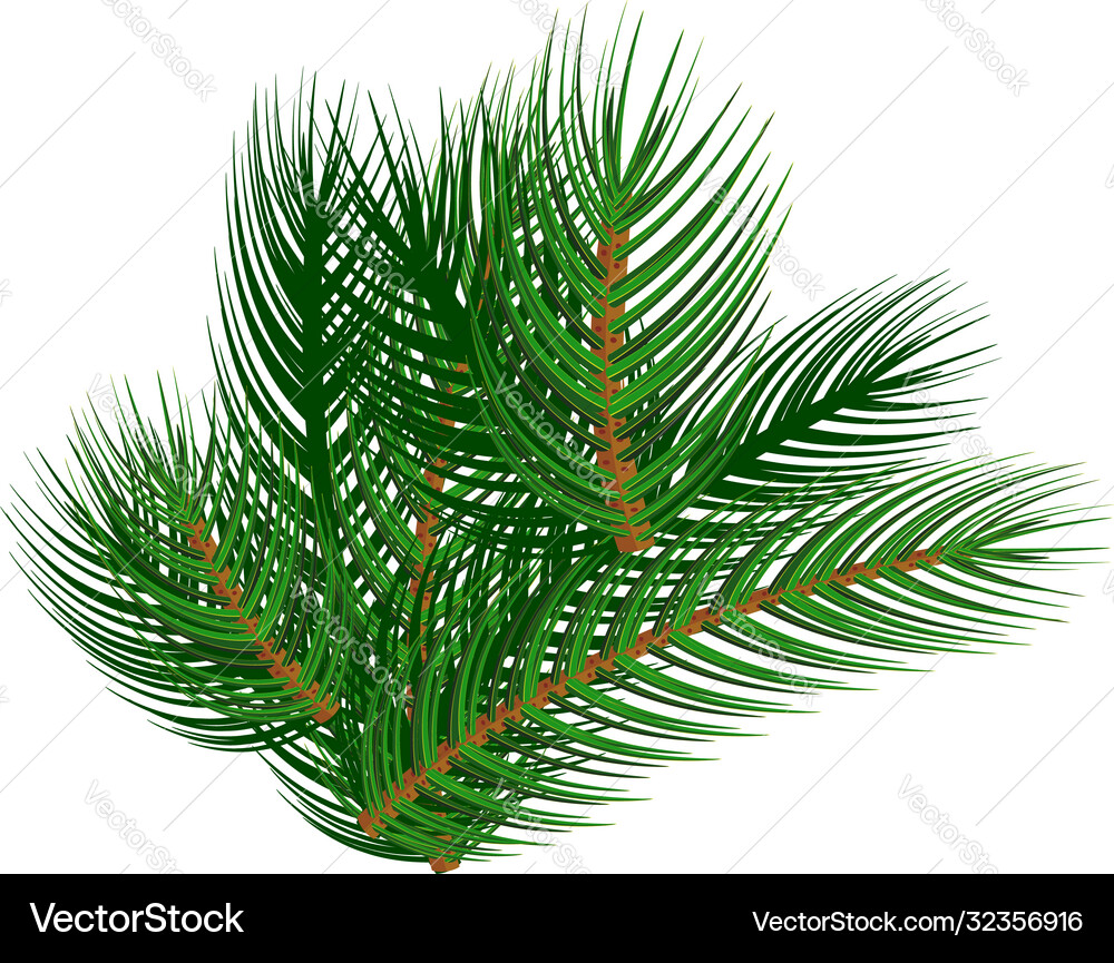 Spruce branch as an element new years decor Vector Image