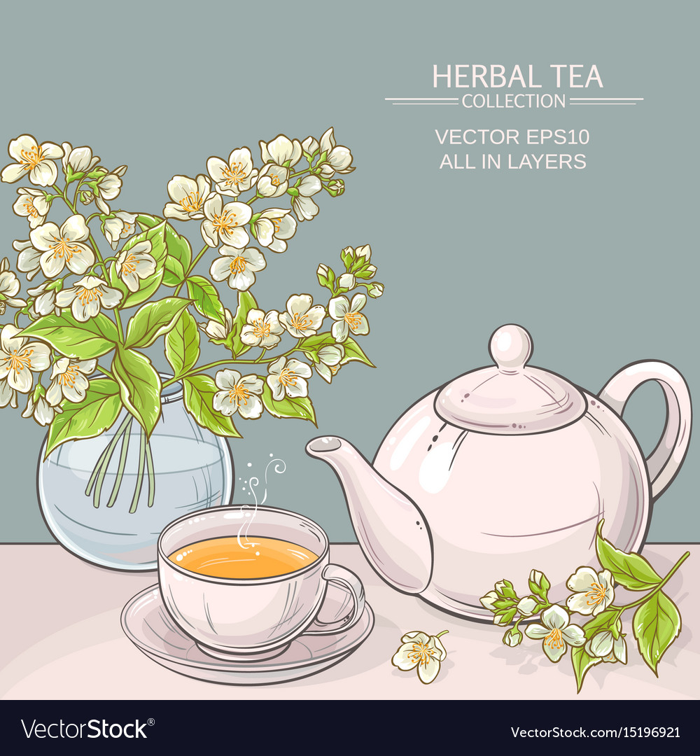 Jasmine tea Royalty Free Vector Image - VectorStock