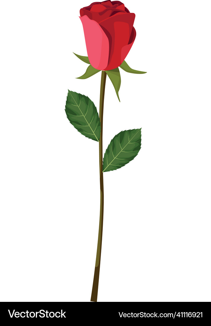 Red rose flower Royalty Free Vector Image - VectorStock