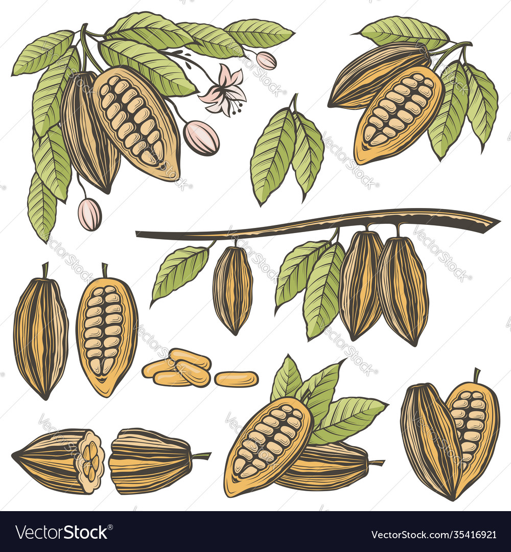 Set cocoa beans Royalty Free Vector Image - VectorStock