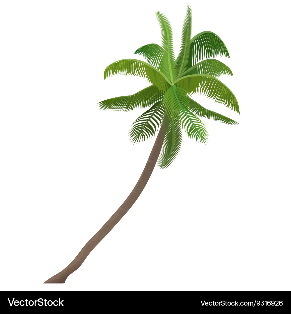 Exotic tropical coco nut high detailed palm Vector Image
