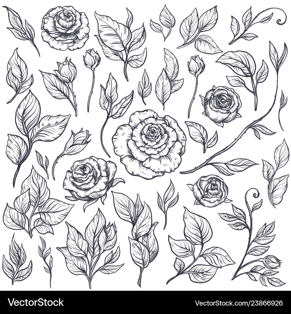 Set roses and leaves hand drawn Royalty Free Vector Image