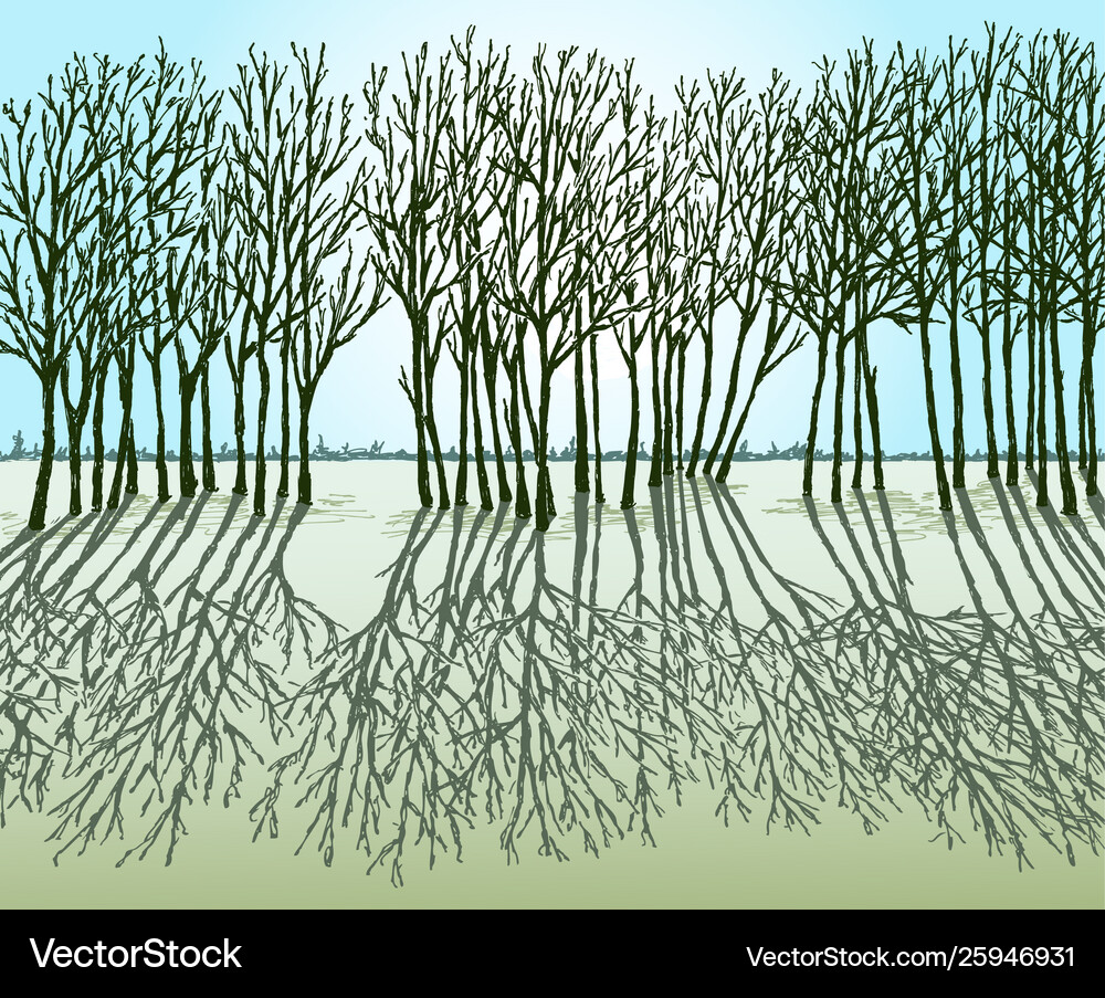Silhouettes trees and their shadows in a Vector Image