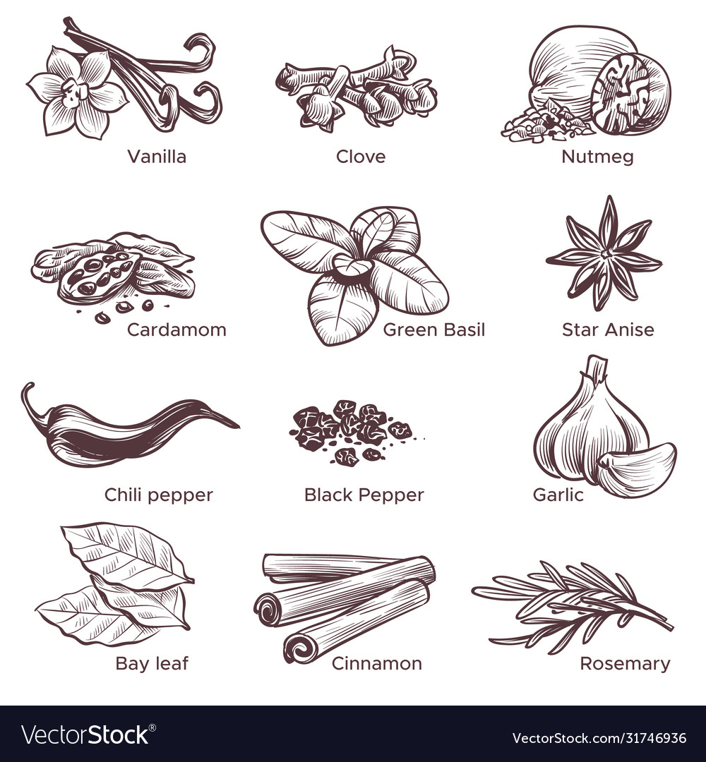 Hand drawn spices sketch cooking ingredient Vector Image Hand drawn spices sketch cooking ingredient Vector Image