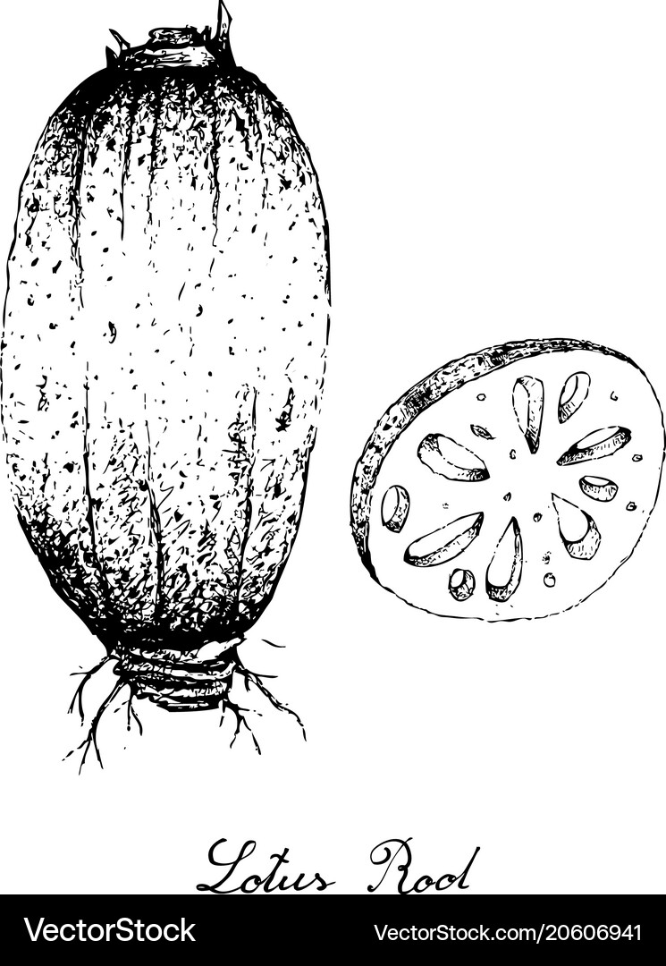 Hand drawn of lotus root on white background Vector Image