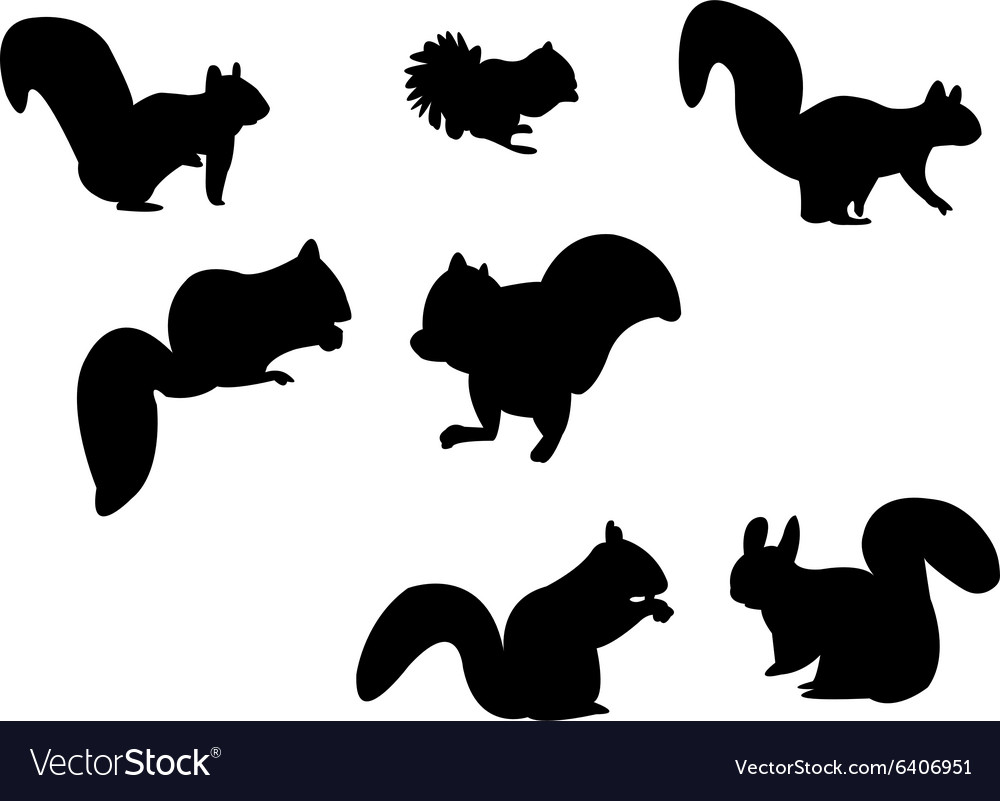 Squirrel Royalty Free Vector Image - VectorStock