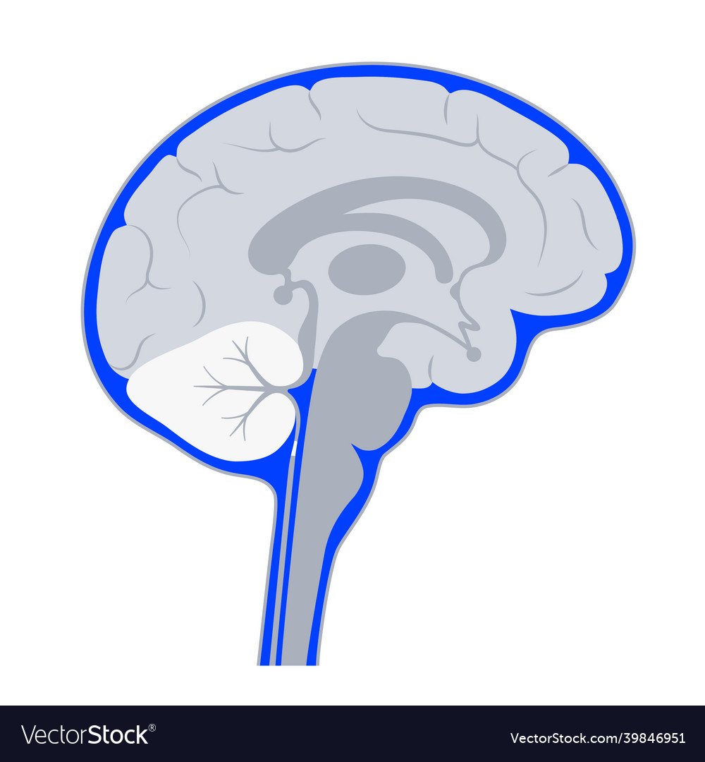 Ventricular system concept Royalty Free Vector Image