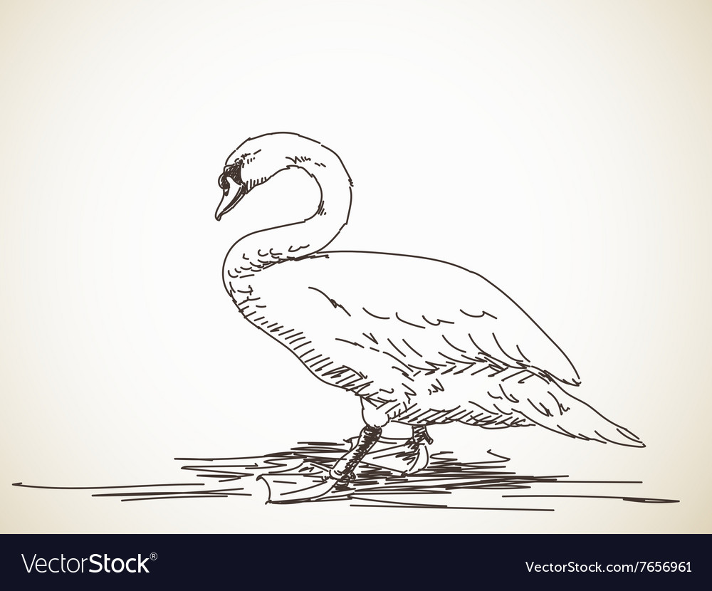 Swan Royalty Free Vector Image - VectorStock