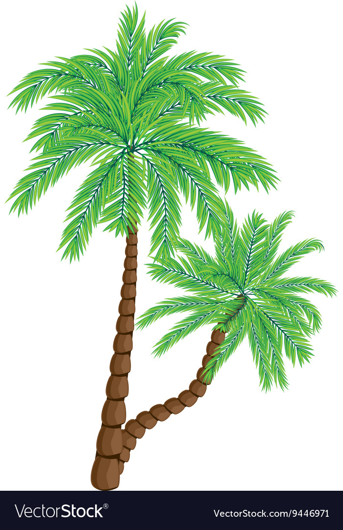 Two palm trees2 Royalty Free Vector Image - VectorStock