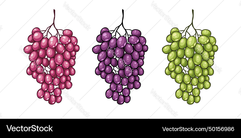 Collage mix set of fresh grapes Royalty Free Vector Image