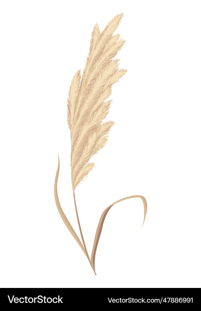 Pampas grass branches dry feathery head plumes Vector Image