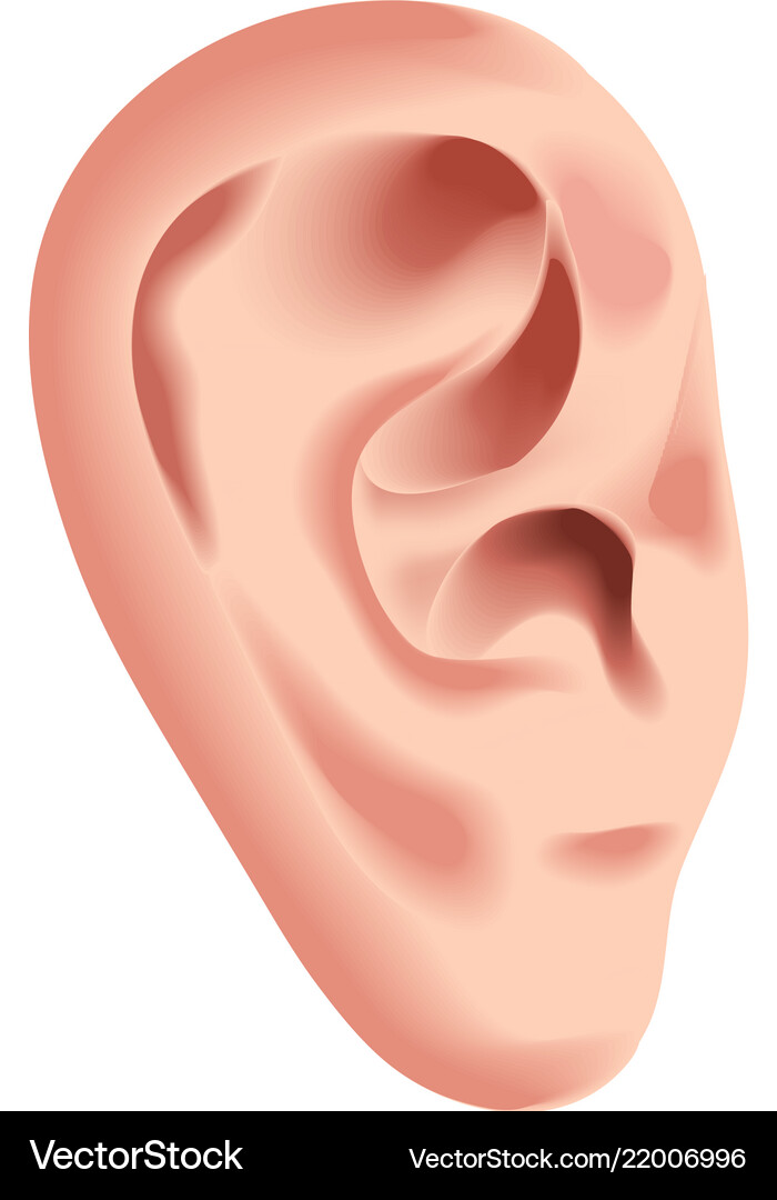 Human ear isolated on white photo-realistic Vector Image