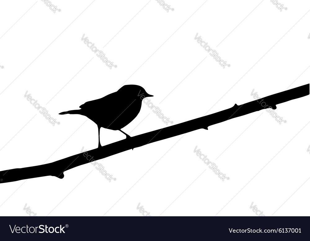 Robin Royalty Free Vector Image - VectorStock