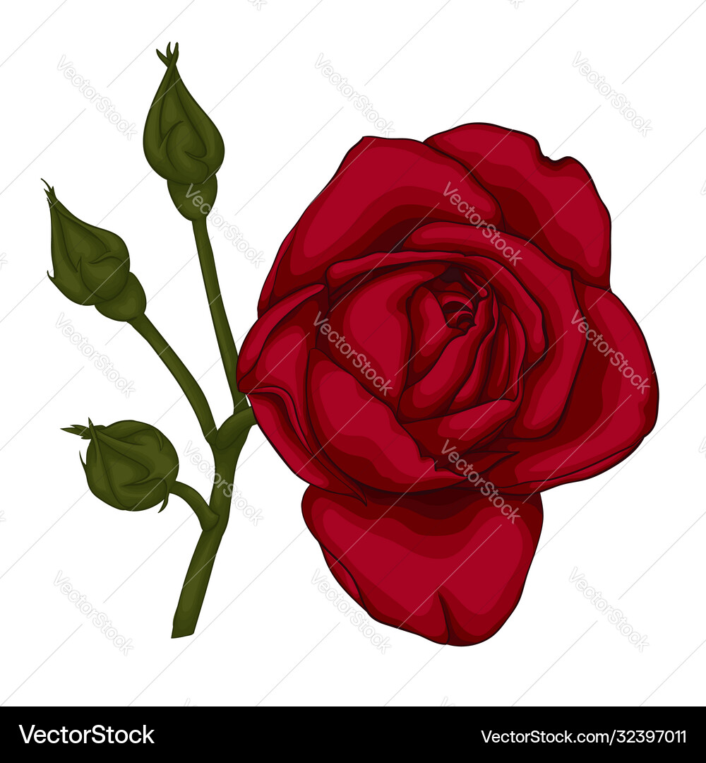 Beautiful red rose isolated on white background Vector Image