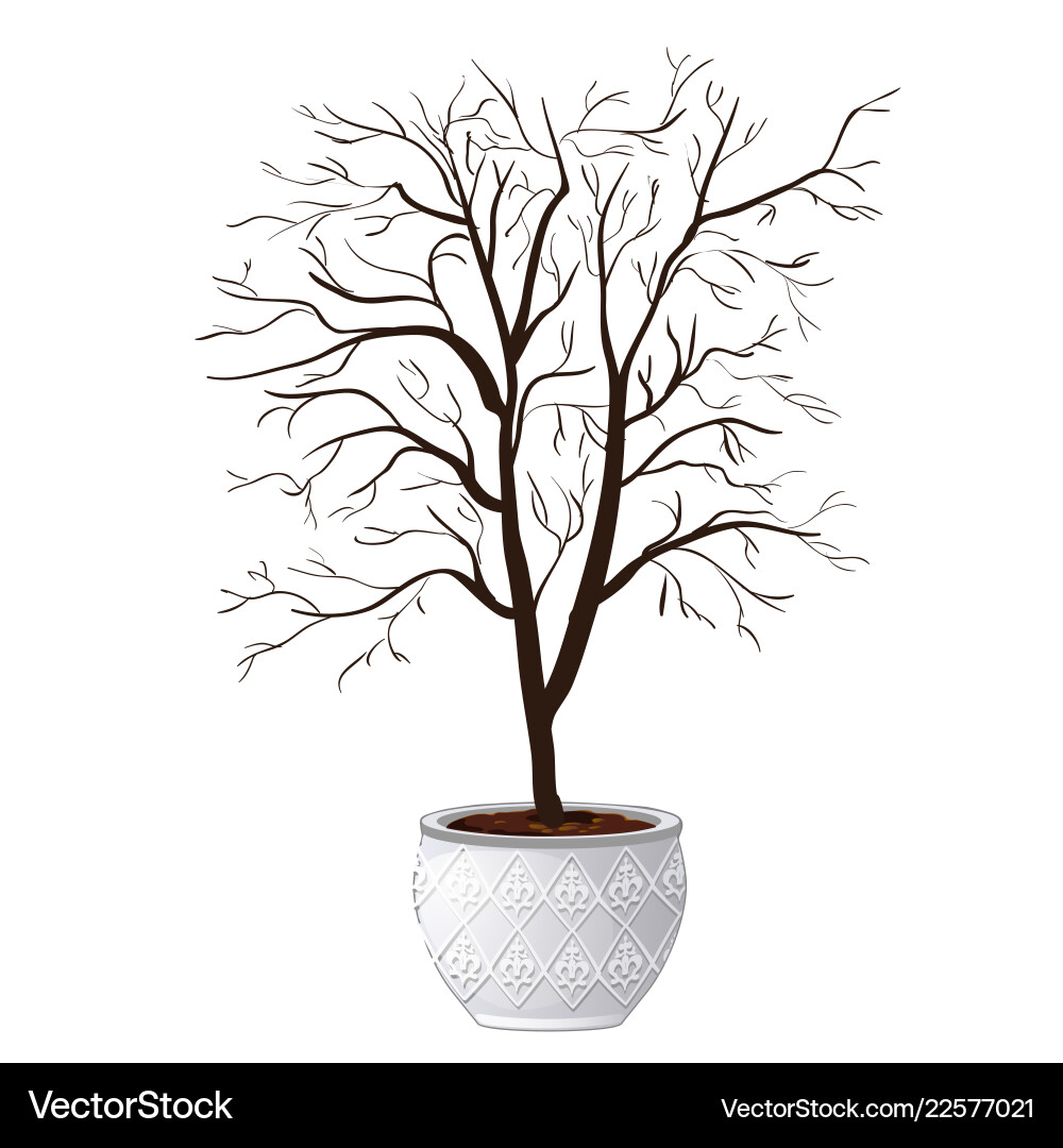 Compact domestic tree in ornamental flowerpot Vector Image