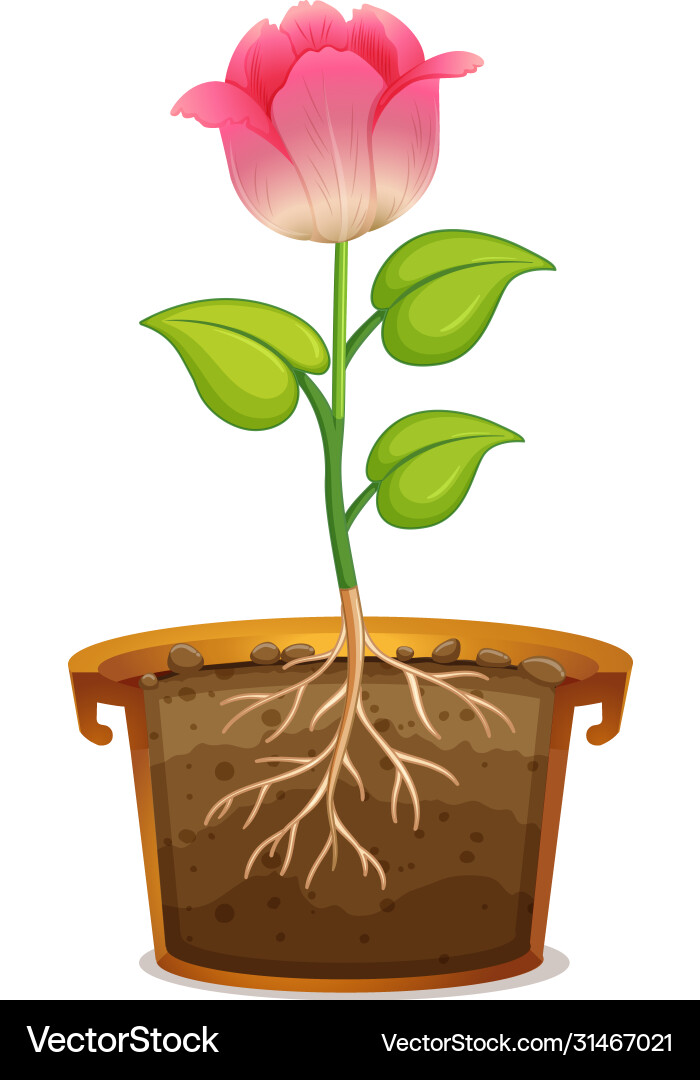 Pink flower in clay pot on white background Vector Image