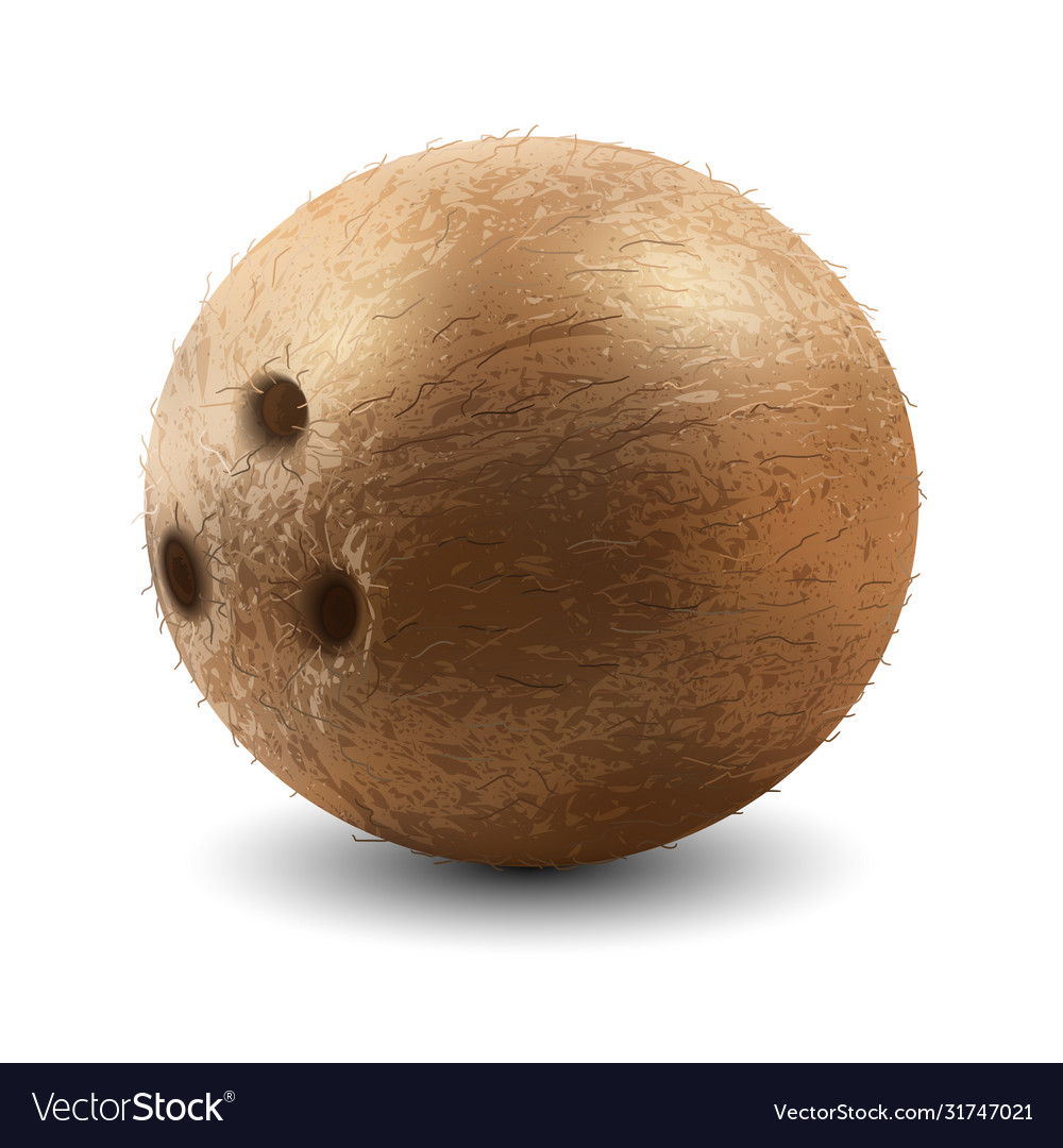 Whole coconut isolate Royalty Free Vector Image