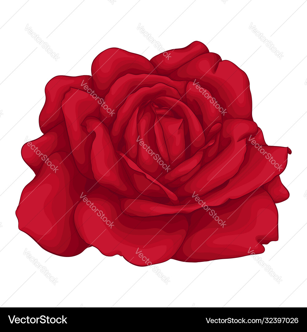 Beautiful red rose isolated on white background Vector Image