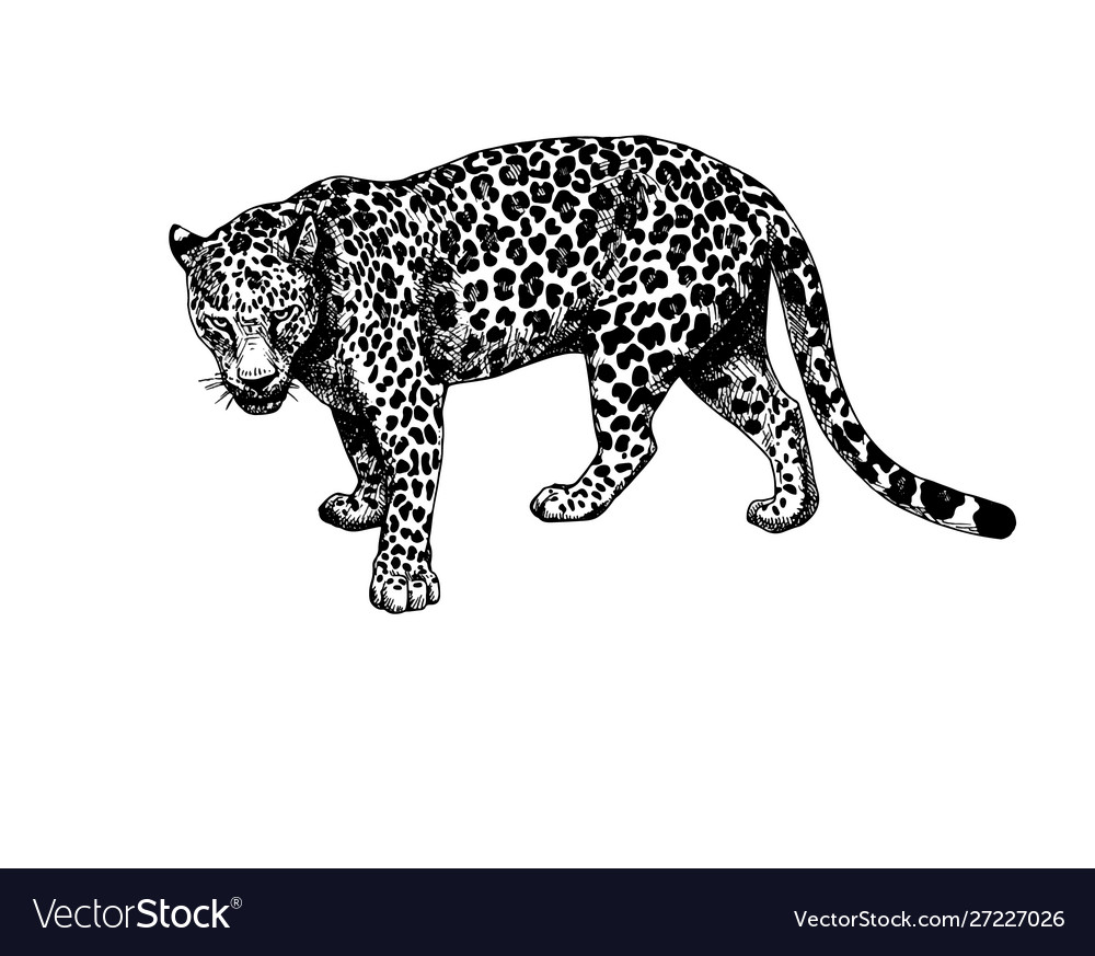 Leopard standing graphics hatching Royalty Free Vector Image