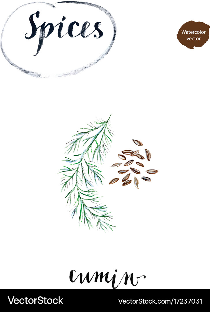 Watercolor cumin seed with twig Royalty Free Vector Image