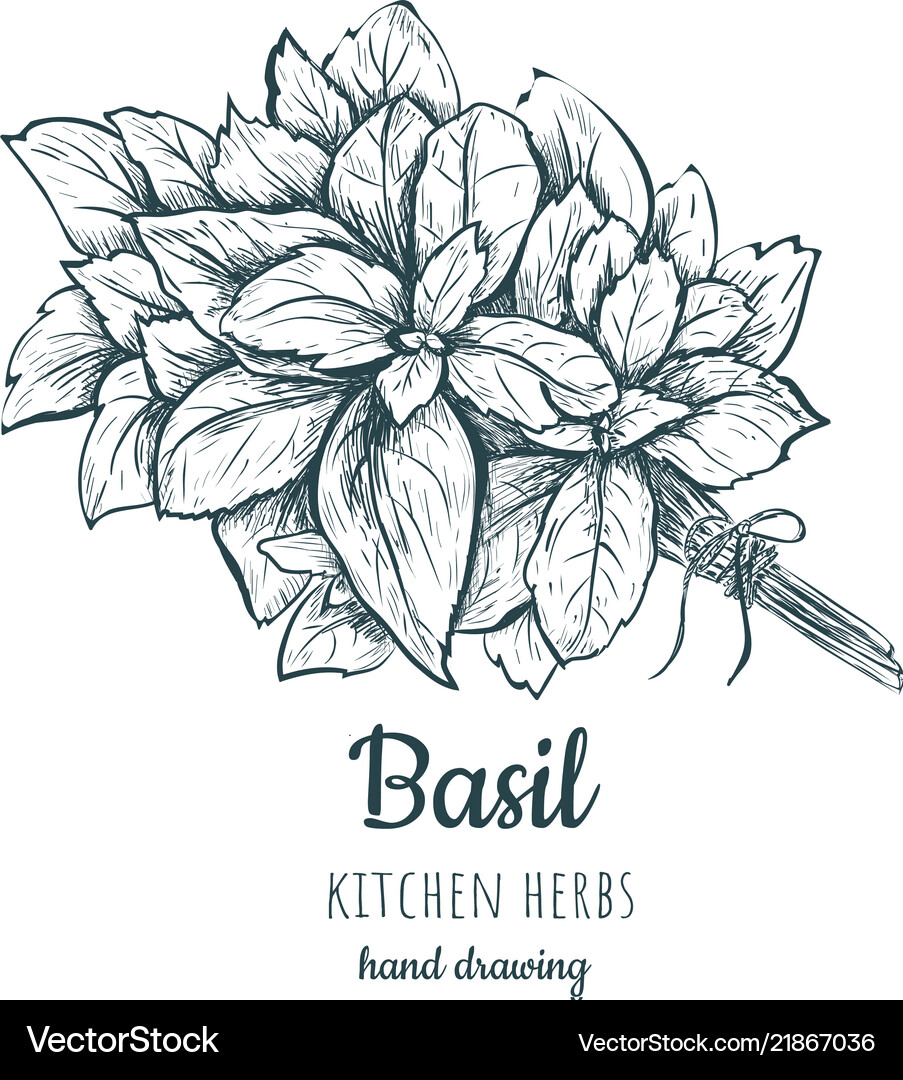 Basil Flower Drawing