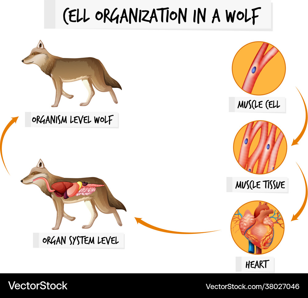 Diagram showing cell organization in a wolf Vector Image