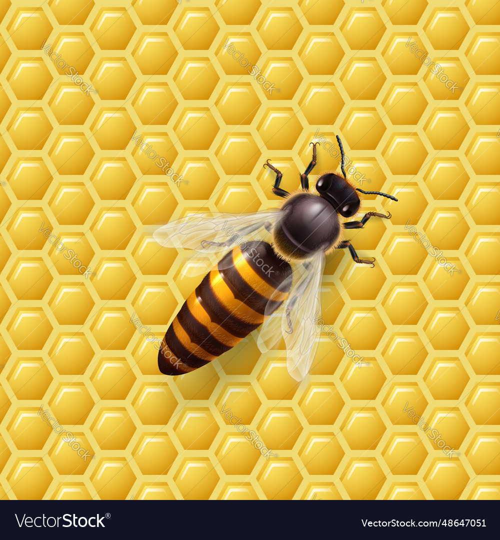 Bee queen Royalty Free Vector Image - VectorStock