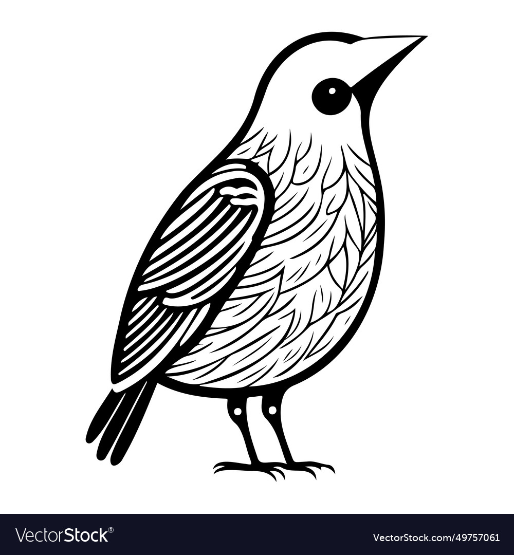 Doodle birds sketch hand draw Royalty Free Vector Image