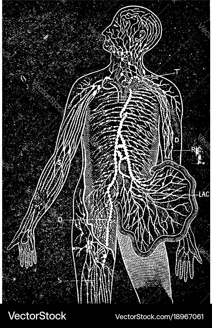 Lacteals and lymphatics vintage Royalty Free Vector Image