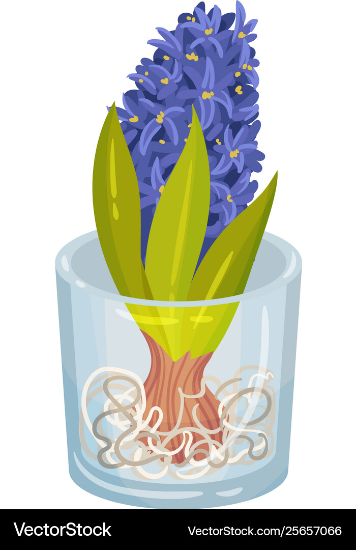 Blue hyacinth in glass stakne Royalty Free Vector Image