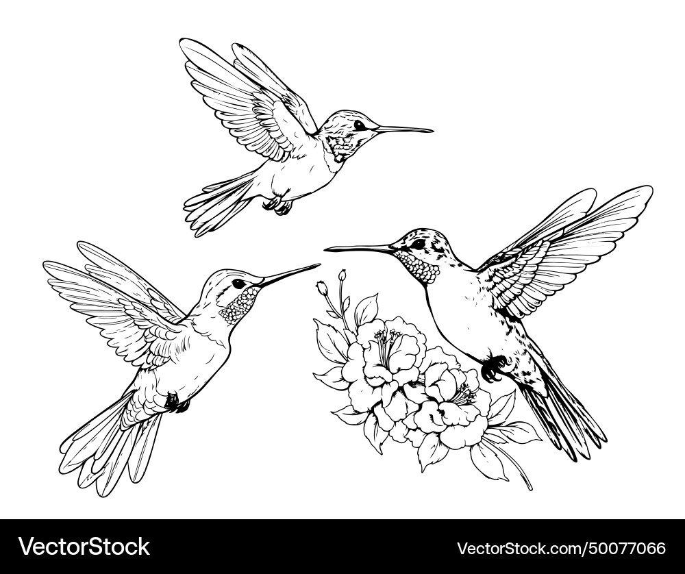 Hand drawn humming birds isolated on white Vector Image