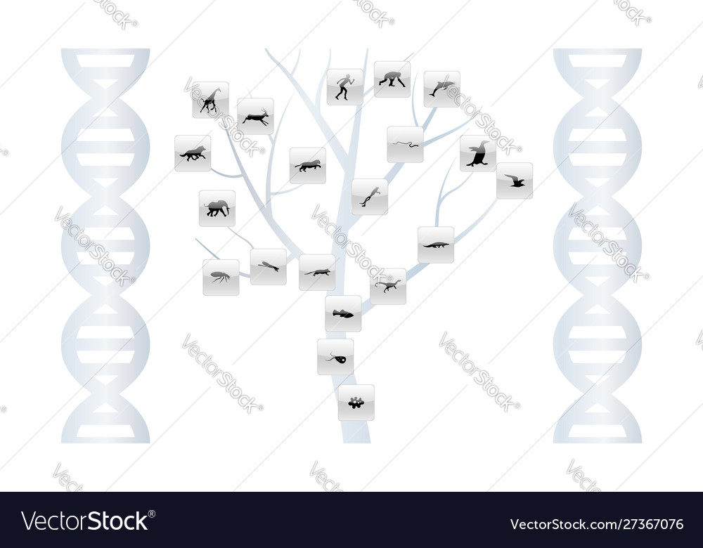 Evolution Royalty Free Vector Image - VectorStock