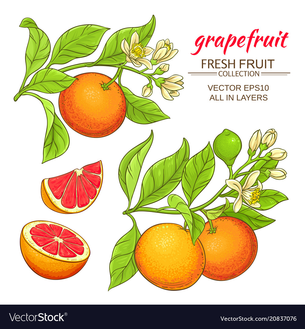 Grapefruit set Royalty Free Vector Image - VectorStock