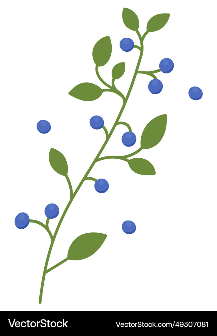Decorative element of the blueberries Royalty Free Vector