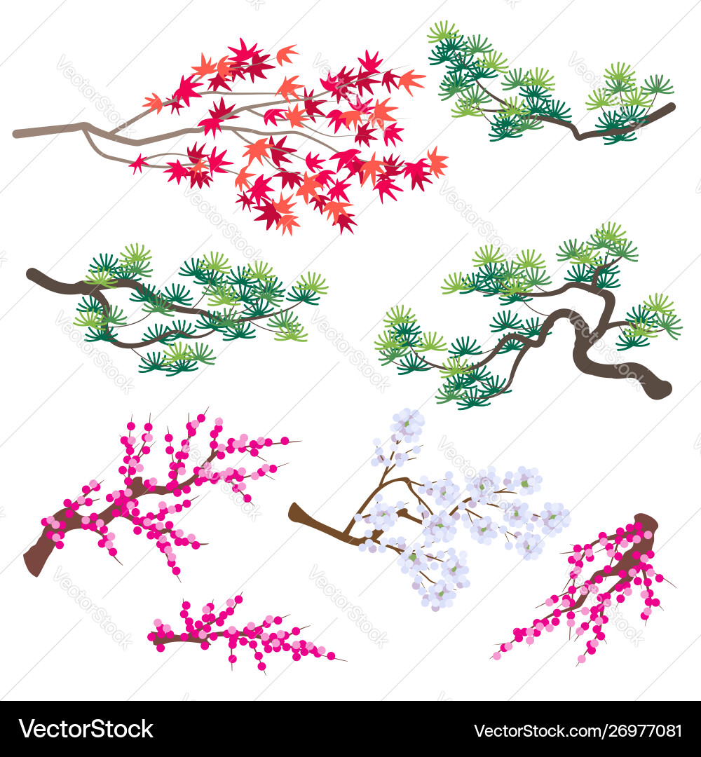 Japanese maple korean pine and blooming tree Vector Image