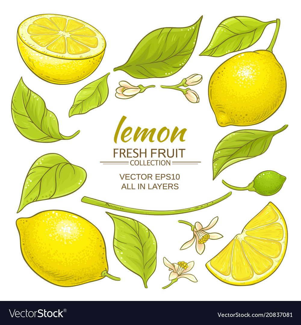 Lemon elements set Royalty Free Vector Image - VectorStock