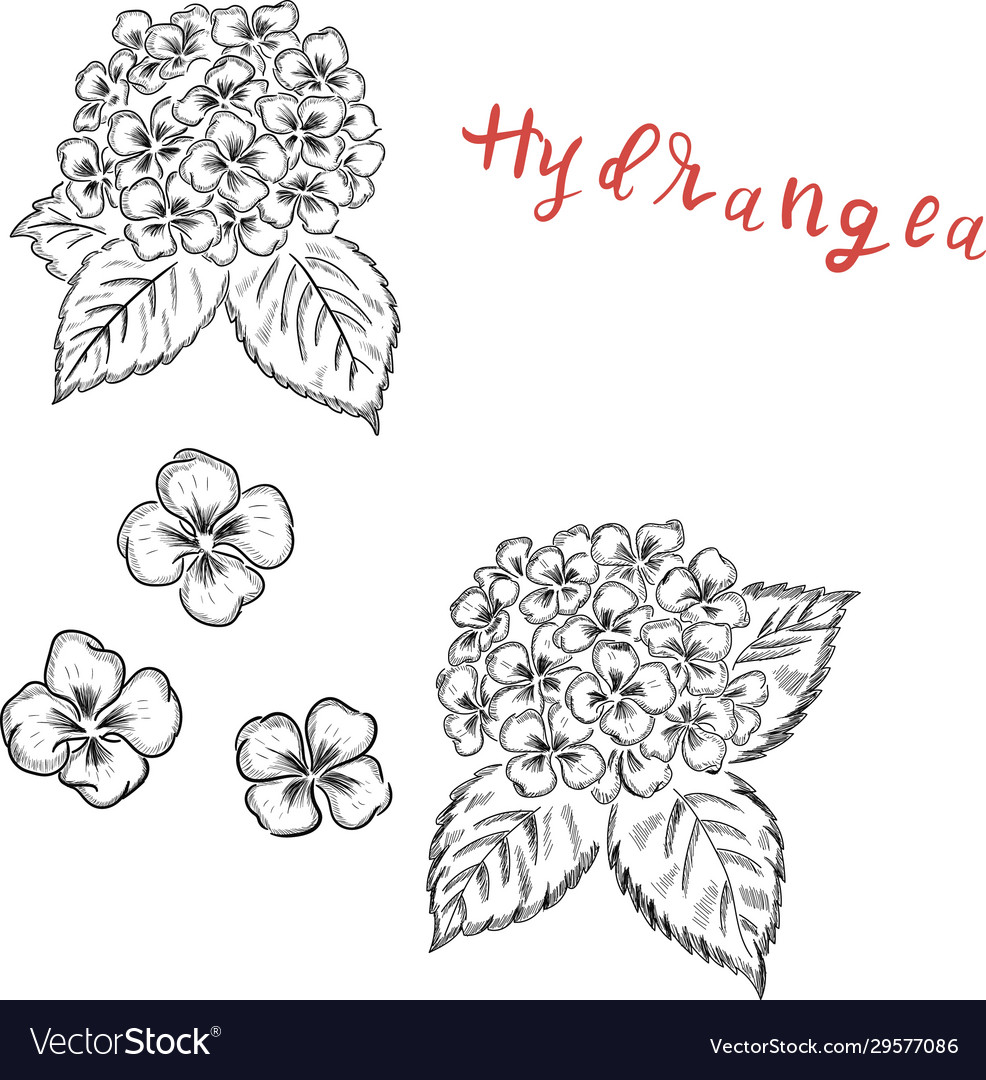 Hydrangea flowers botanical design element Vector Image