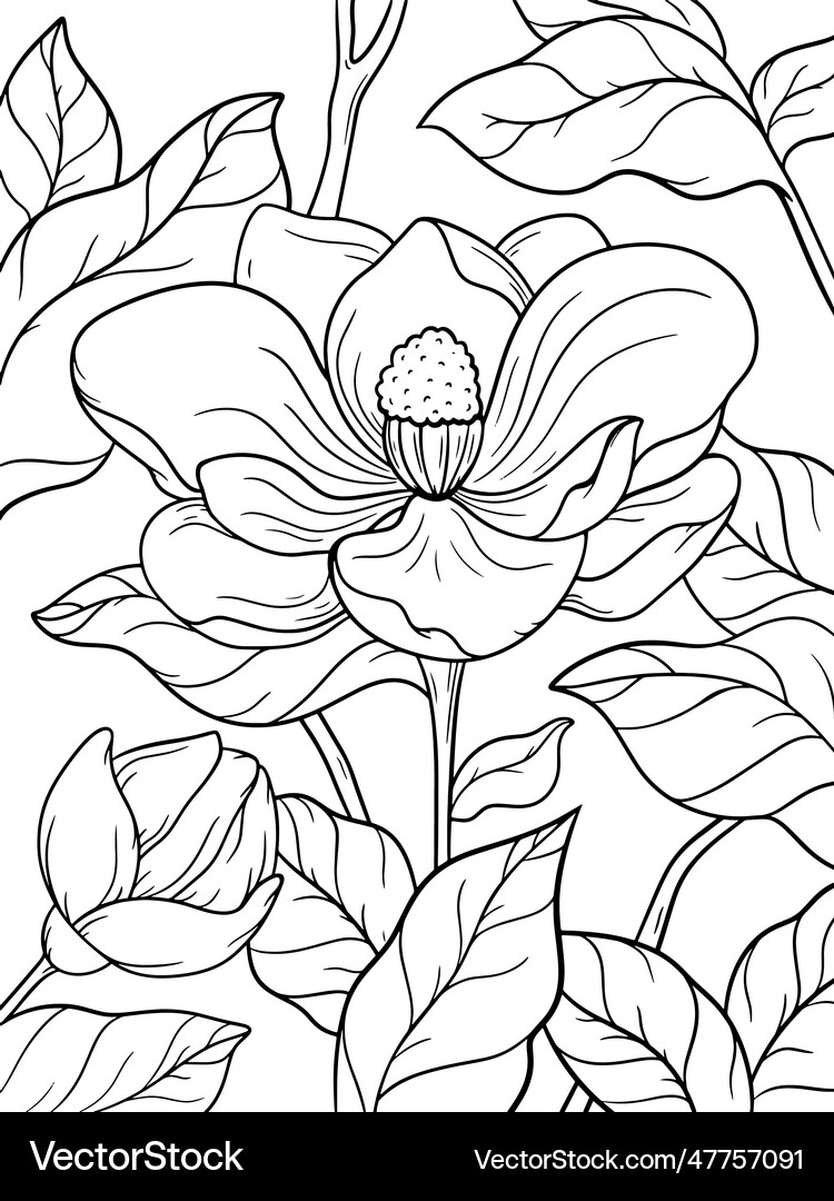 Magnolia flowers coloring page Royalty Free Vector Image
