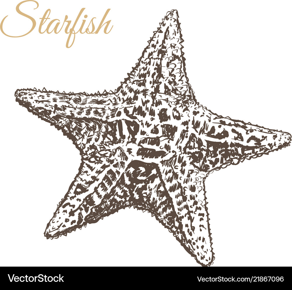Starfish hand-drawn Royalty Free Vector Image - VectorStock