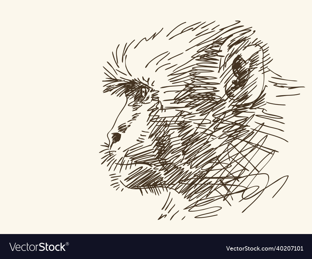 Hand drawn monkey Royalty Free Vector Image - VectorStock