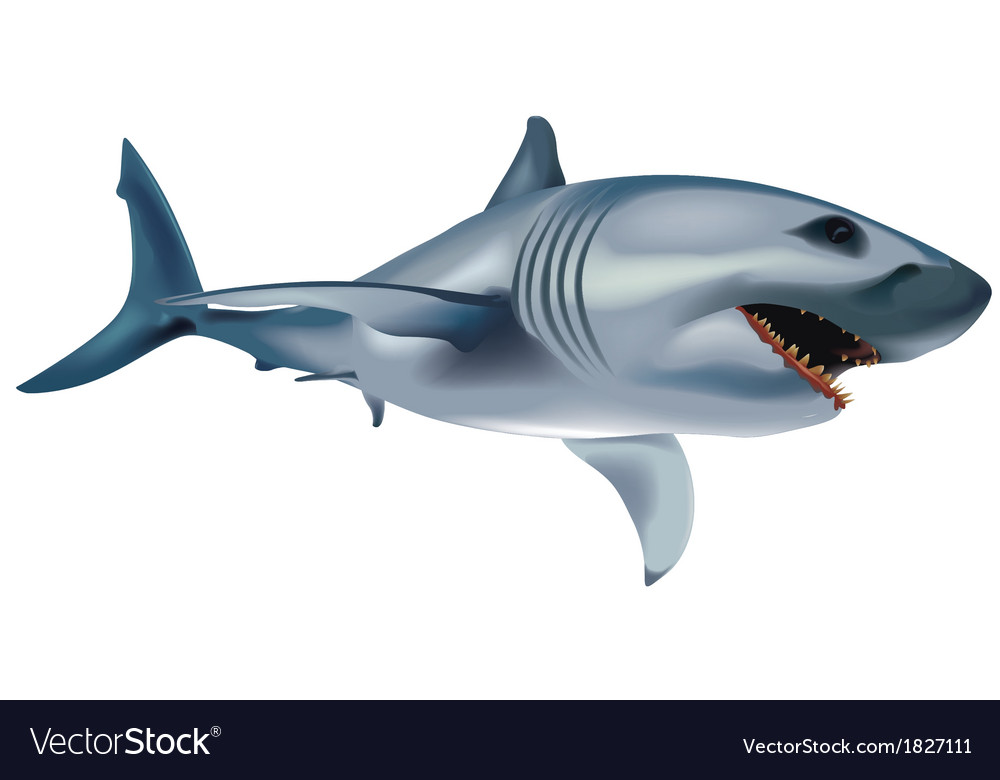 Shark Royalty Free Vector Image - VectorStock
