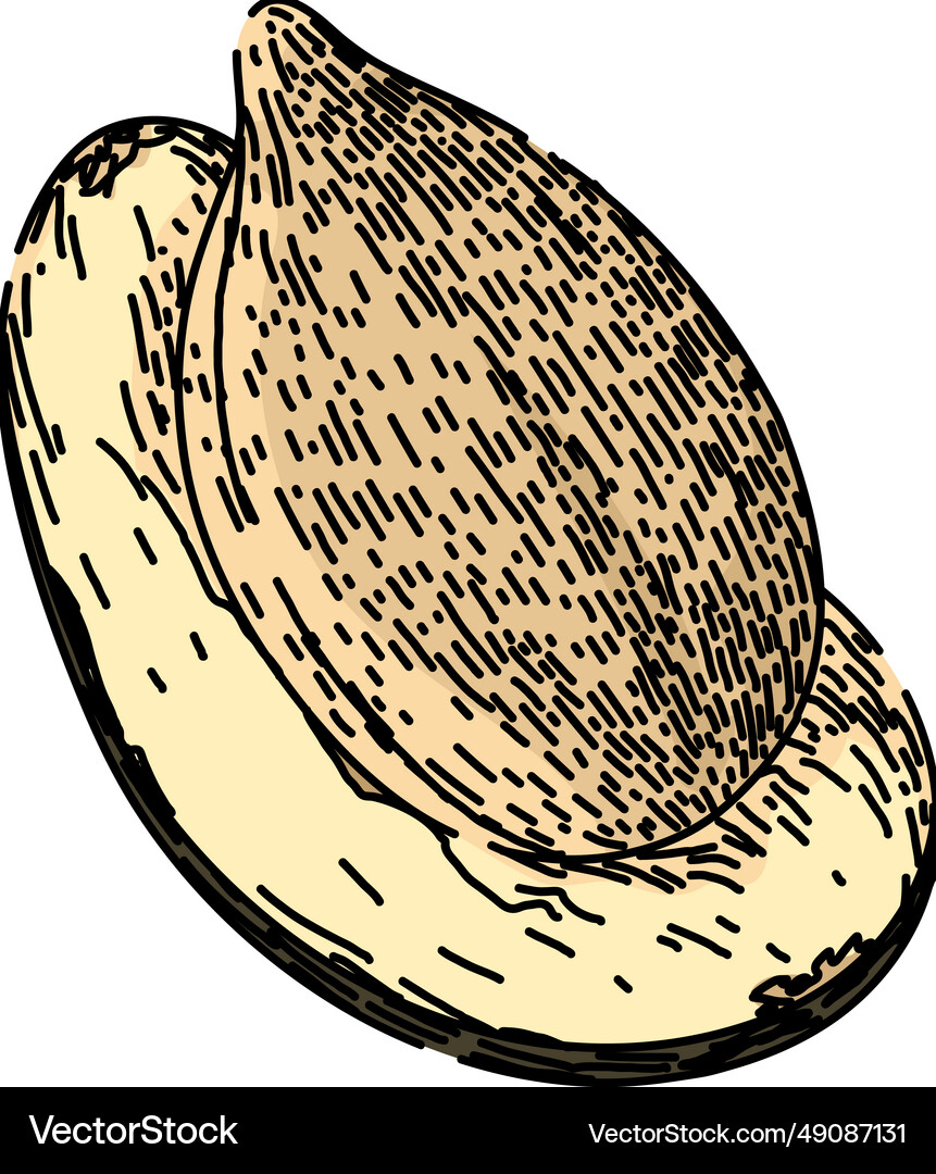 Pile sunflower seed sketch hand drawn Royalty Free Vector